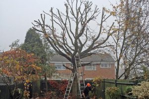 Tree Crown Reduction Services In Aberdeen | Crown Reduction For ...