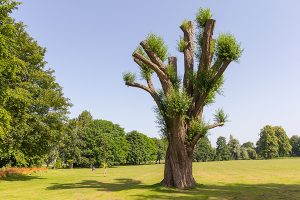 Tree Pollarding Services | Tree Pruning In Aberdeen | SG Tree Services